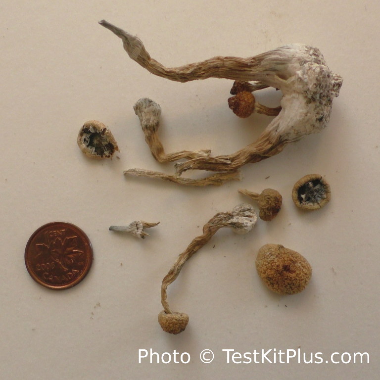 Psychedelic (Magic) Mushrooms | Test Kit Plus